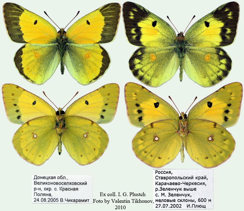 Colias chrysotheme - Alchetron, The Free Social Encyclopedia